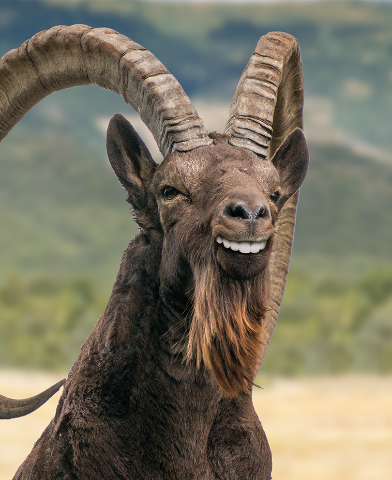 iBEX HOME WARRANTY | HOME